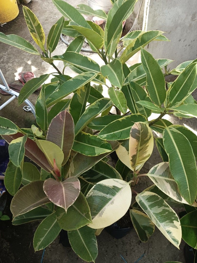 Rubber Plant, Ficus Elastica, Furniture & Home Living, Gardening ...