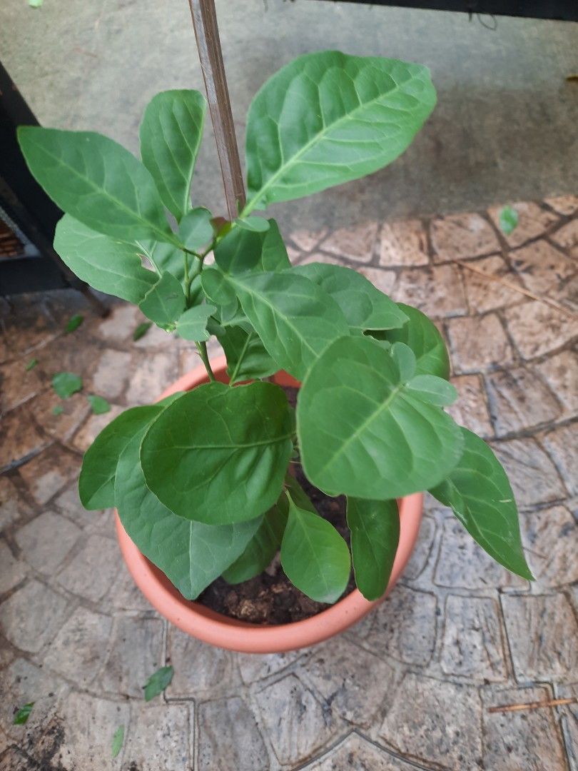 Vilvam plant/ bael/Aegle marmelos, Furniture & Home Living, Gardening ...