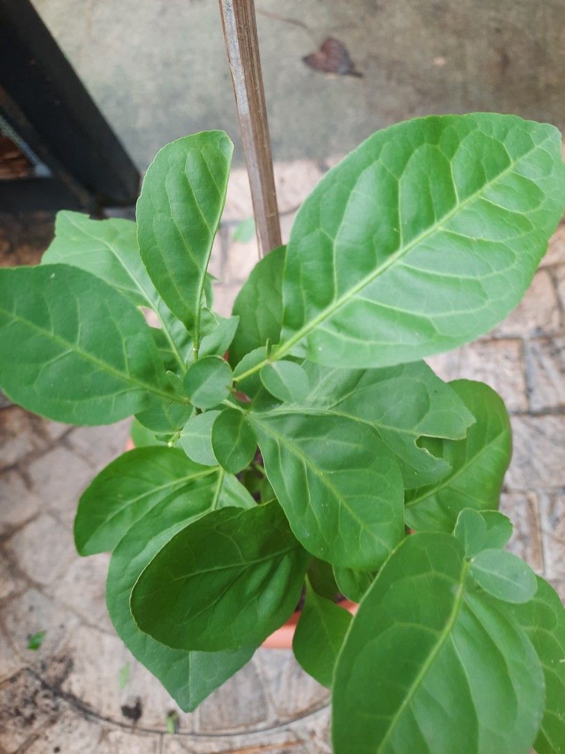 Vilvam plant/ bael/Aegle marmelos, Furniture & Home Living, Gardening ...