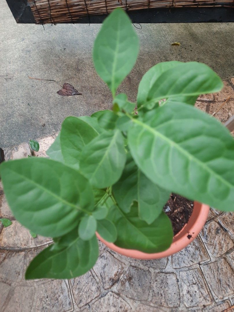 Vilvam plant/ bael/Aegle marmelos, Furniture & Home Living, Gardening ...