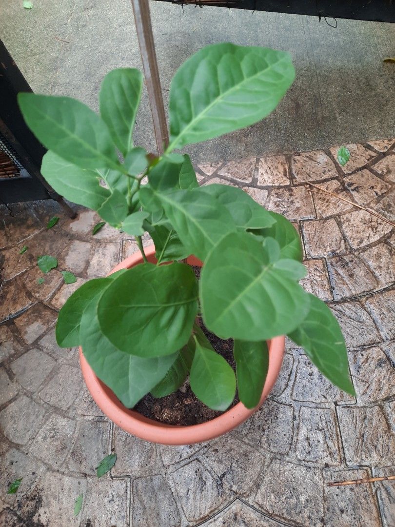 Vilvam plant/ bael/Aegle marmelos, Furniture & Home Living, Gardening ...