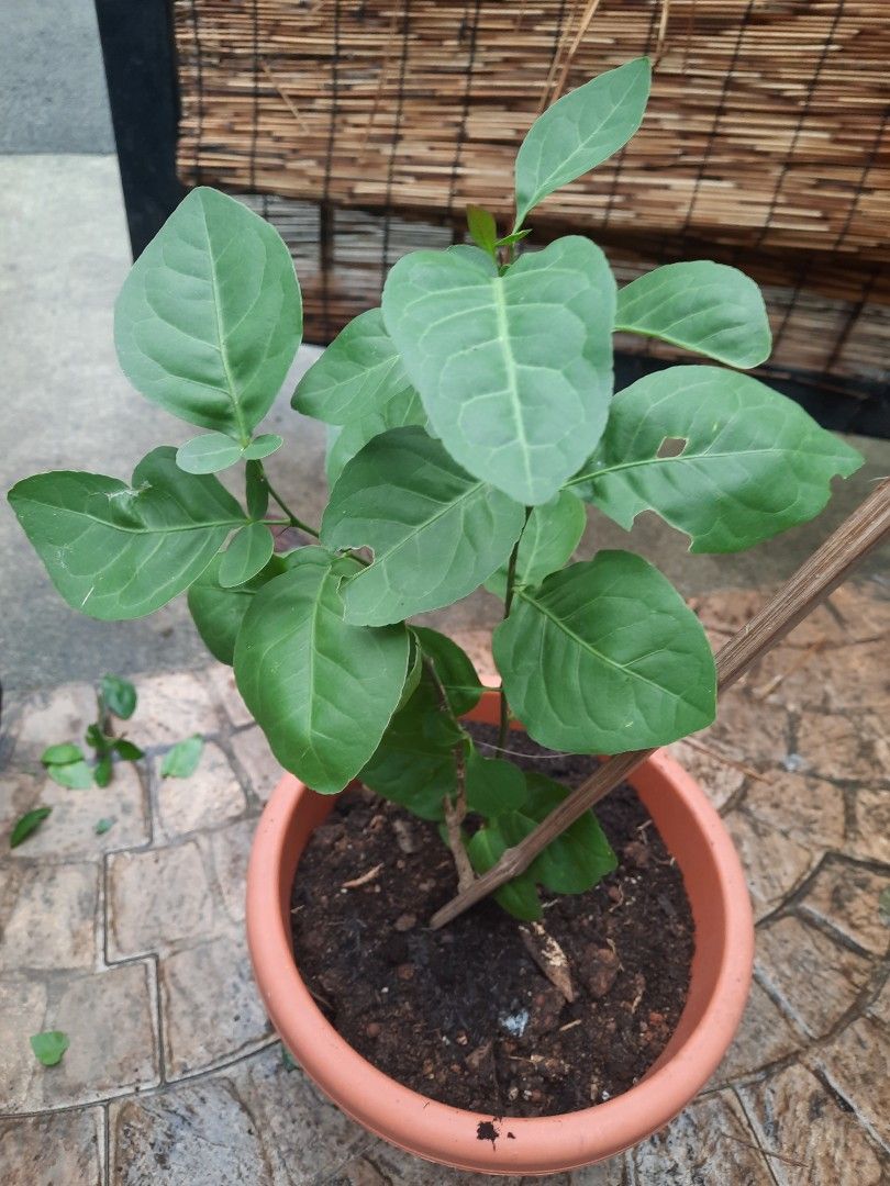 Vilvam plant/ bael/Aegle marmelos, Furniture & Home Living, Gardening ...