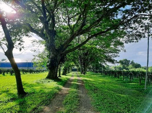 4-Hectare Beautiful Tuscan Resort Farm with Swimming Pool For Sale in ...