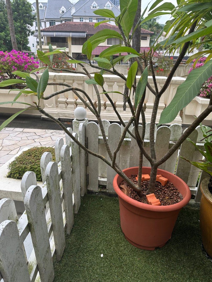 Frangipani plant with big pot, Furniture & Home Living, Gardening ...