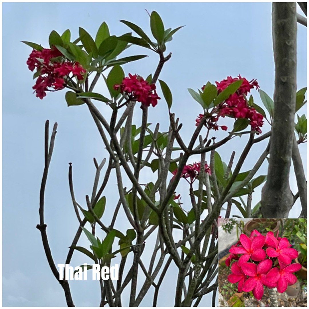 Pokok kemboja Thai red plumeria frangipani, Furniture & Home Living ...