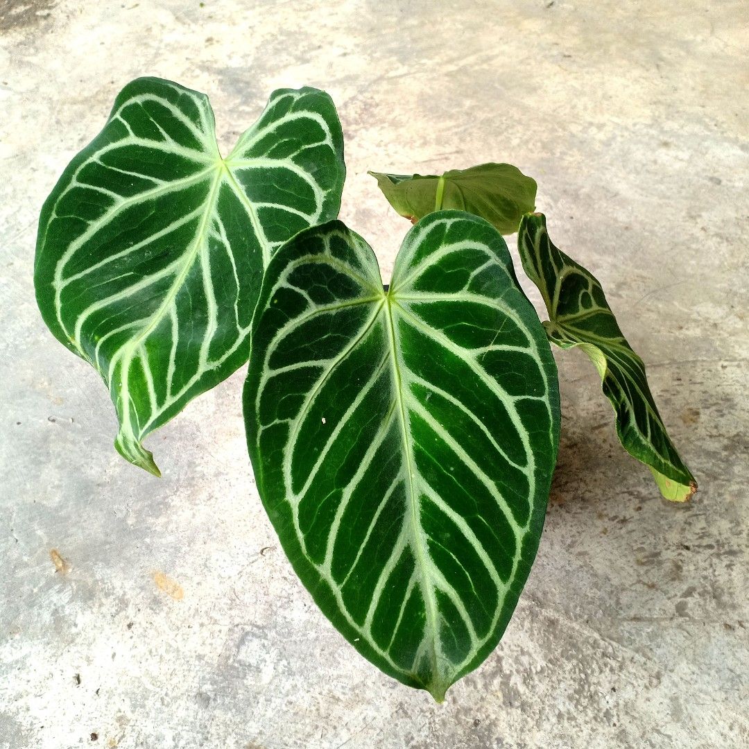 Anthurium Crystal Hope, Furniture & Home Living, Gardening, Plants ...