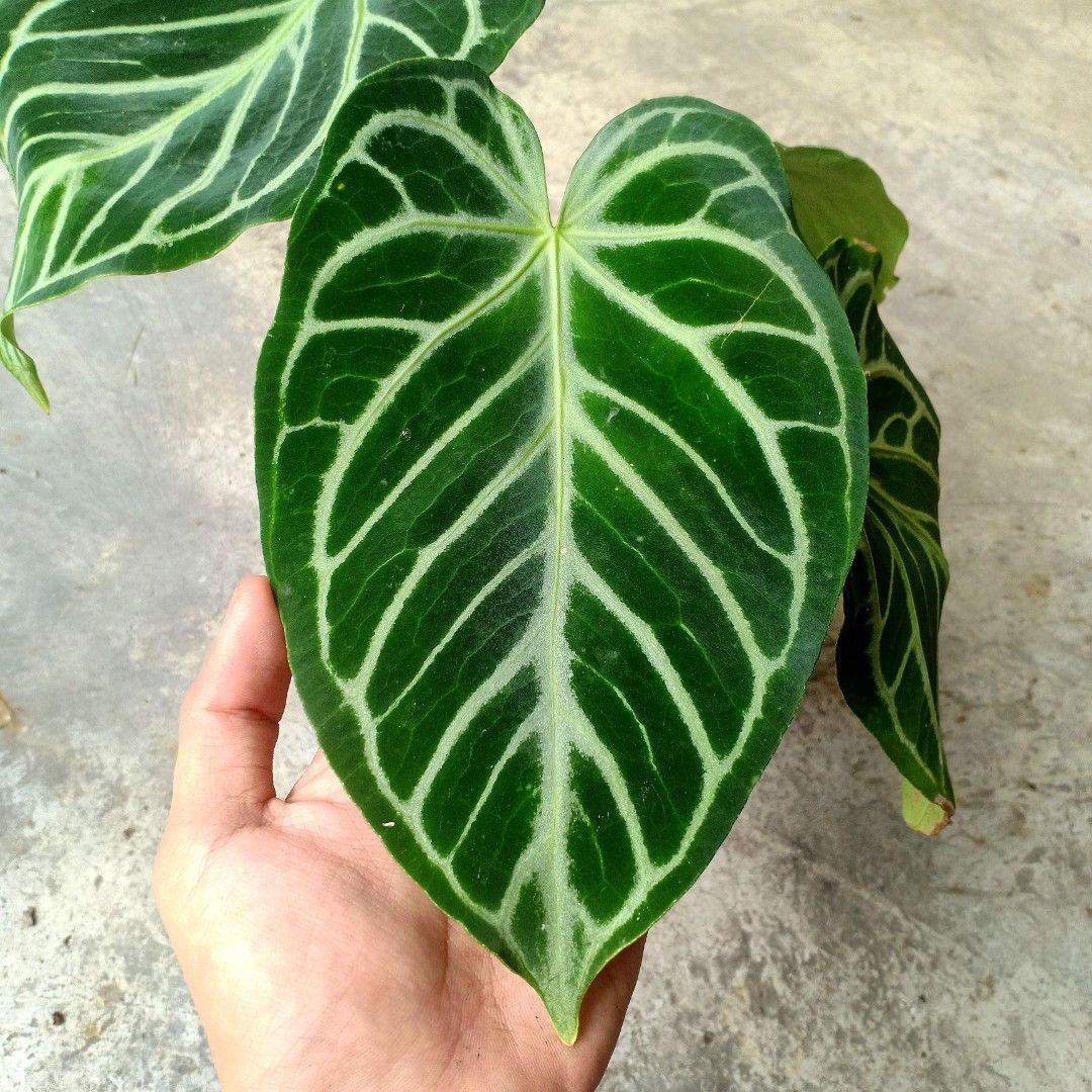 Anthurium Crystal Hope, Furniture & Home Living, Gardening, Plants ...