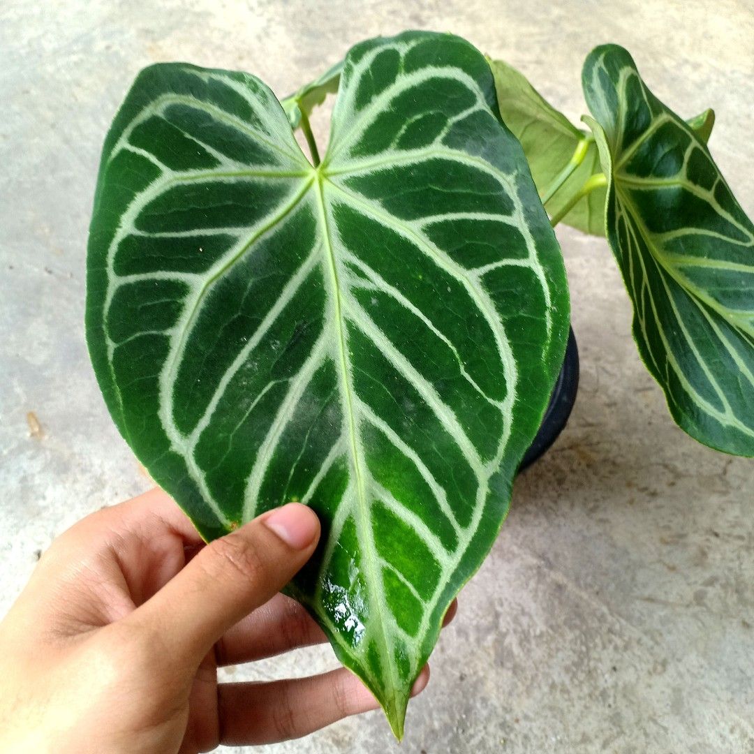 Anthurium Crystal Hope, Furniture & Home Living, Gardening, Plants ...