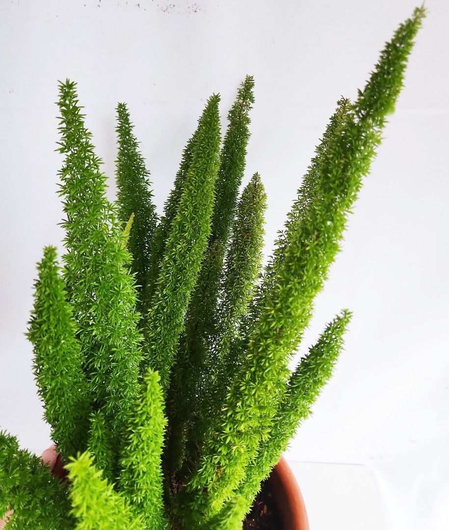 Asparagus Densiflorus Myersii, Furniture & Home Living, Gardening ...