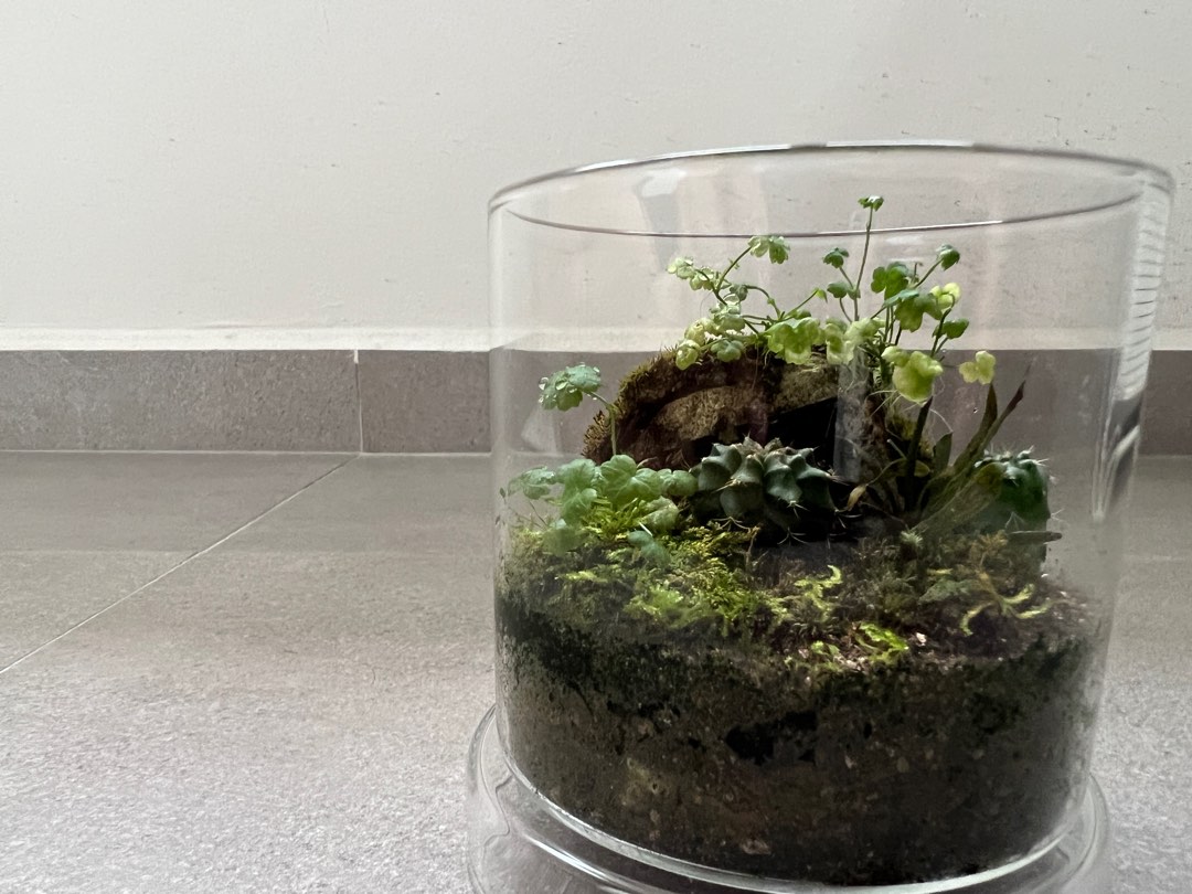Bioactive Terrarium gifts, Furniture & Home Living, Gardening, Plants ...