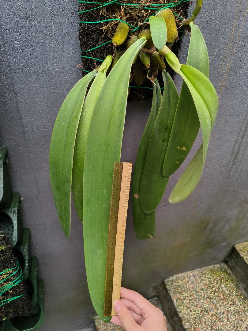 Bulbophyllum fletcherianum, Furniture & Home Living, Gardening, Plants ...