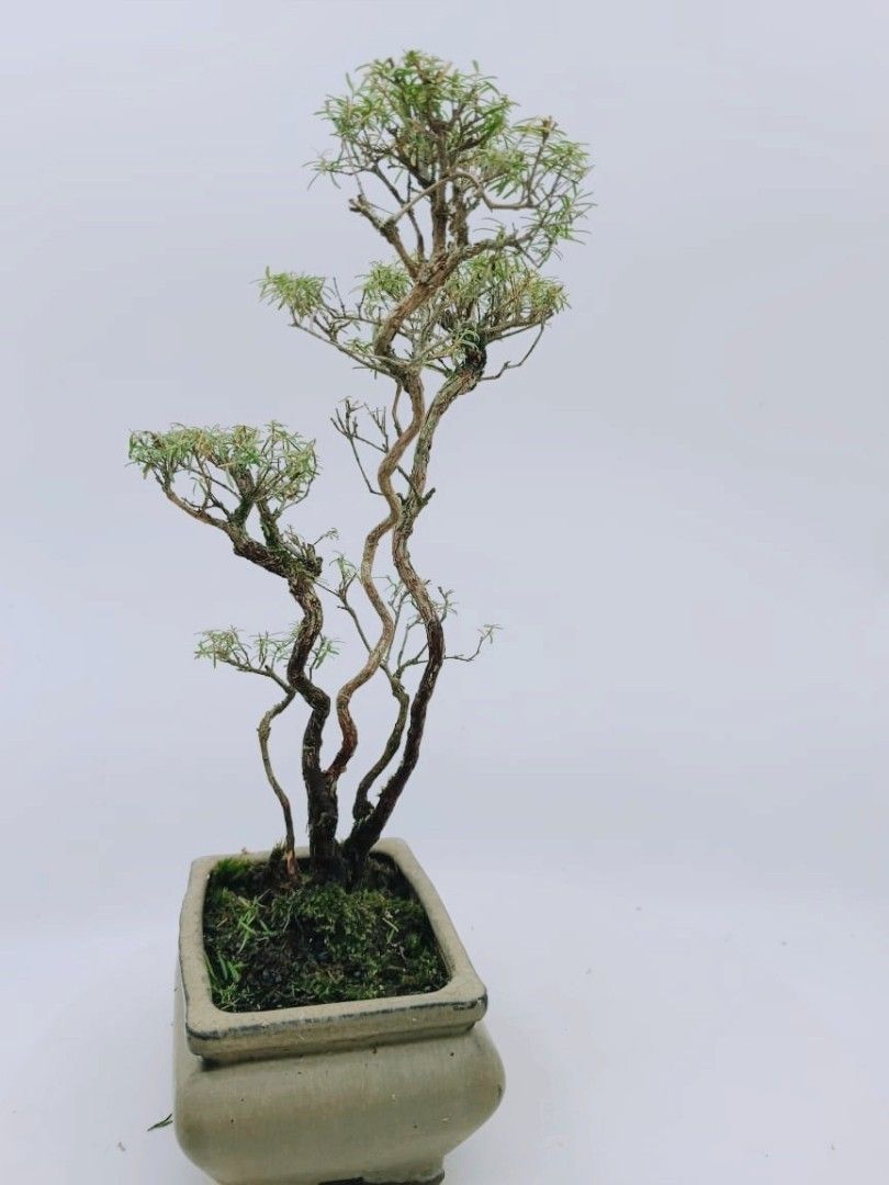 Cucur Atap Bonsai Baeckea, Furniture & Home Living, Gardening, Plants ...