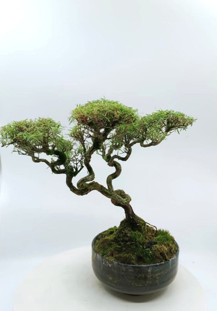 Cucur Atap Bonsai Baeckea, Furniture & Home Living, Gardening, Plants ...