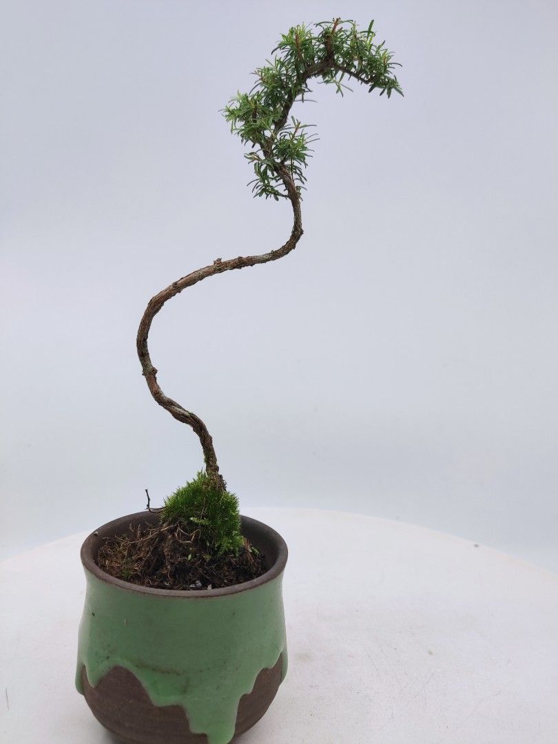 Cucur Atap Bonsai Baeckea, Furniture & Home Living, Gardening, Plants ...