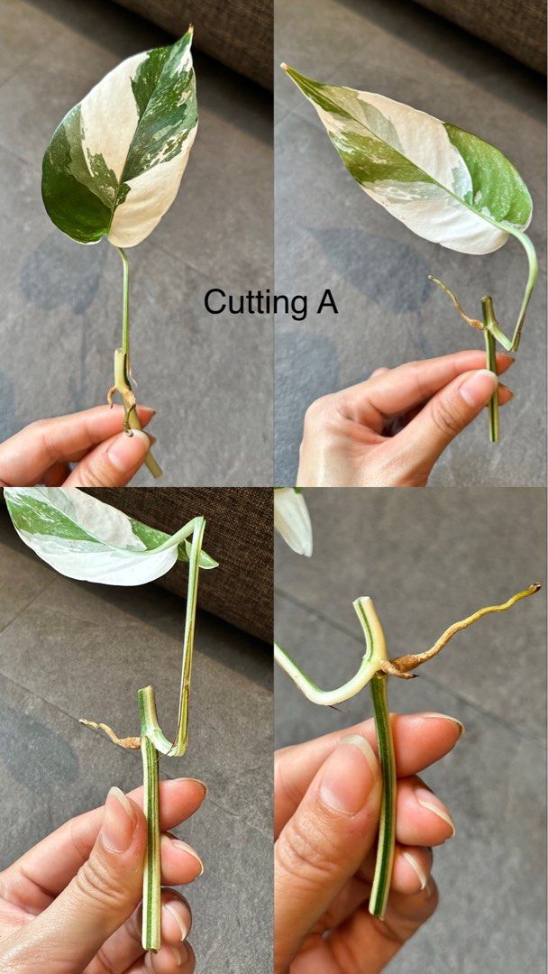 (Group 1) Epipremnum Pinnatum Albo Variegata Cutting Epi Albo Cuttings ...