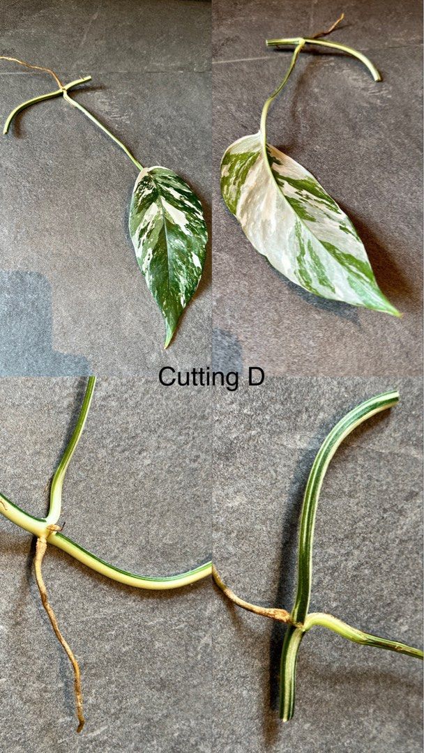 (Group 1) Epipremnum Pinnatum Albo Variegata Cutting Epi Albo Cuttings ...