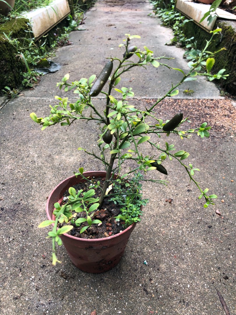 Finger Lime - Little Ruby, Furniture & Home Living, Gardening, Plants ...