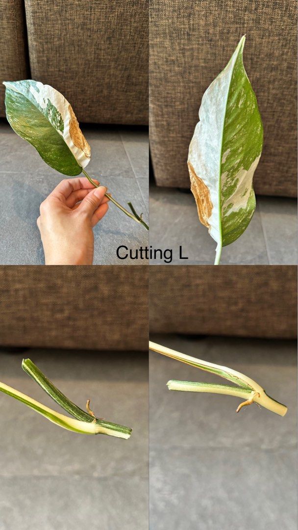 (Group 2) Epipremnum Pinnatum Albo Variegata Cutting Epi Albo Cuttings ...