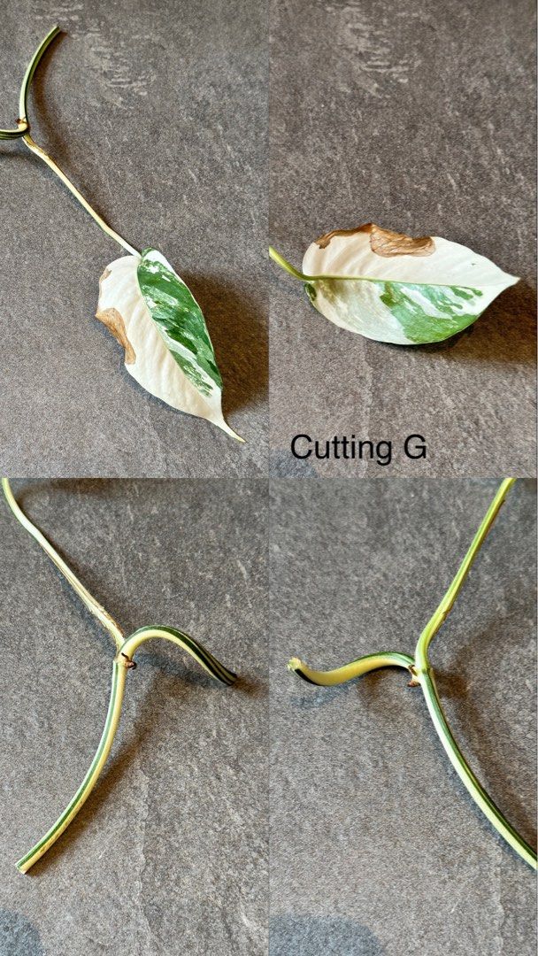 (Group 2) Epipremnum Pinnatum Albo Variegata Cutting Epi Albo Cuttings ...