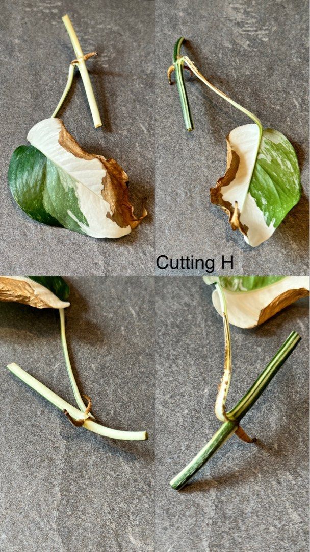 (Group 2) Epipremnum Pinnatum Albo Variegata Cutting Epi Albo Cuttings ...