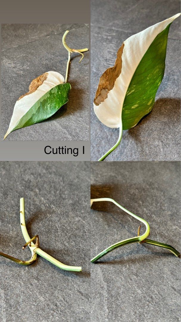 (Group 2) Epipremnum Pinnatum Albo Variegata Cutting Epi Albo Cuttings ...