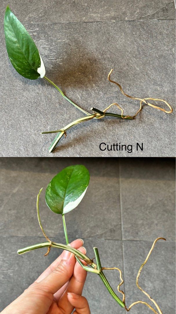 (Group 3) Epipremnum Pinnatum Albo Variegata Cutting Epi Albo Cuttings ...