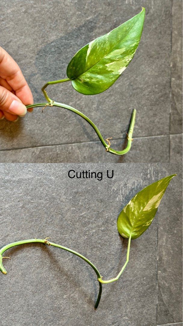 (Group 3) Epipremnum Pinnatum Albo Variegata Cutting Epi Albo Cuttings ...