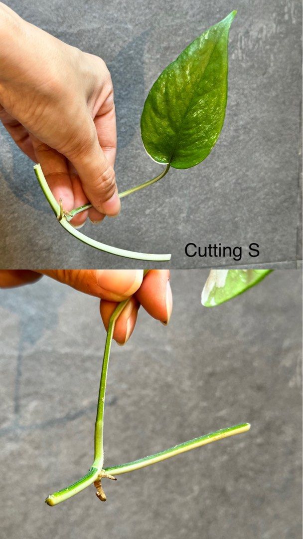 (Group 3) Epipremnum Pinnatum Albo Variegata Cutting Epi Albo Cuttings ...