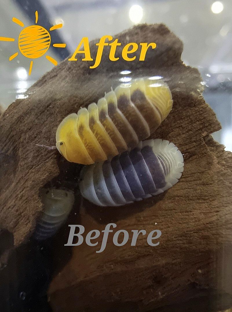 Happy Pod - Premium Isopod Food Mix, Pet Supplies, Pet Food on Carousell