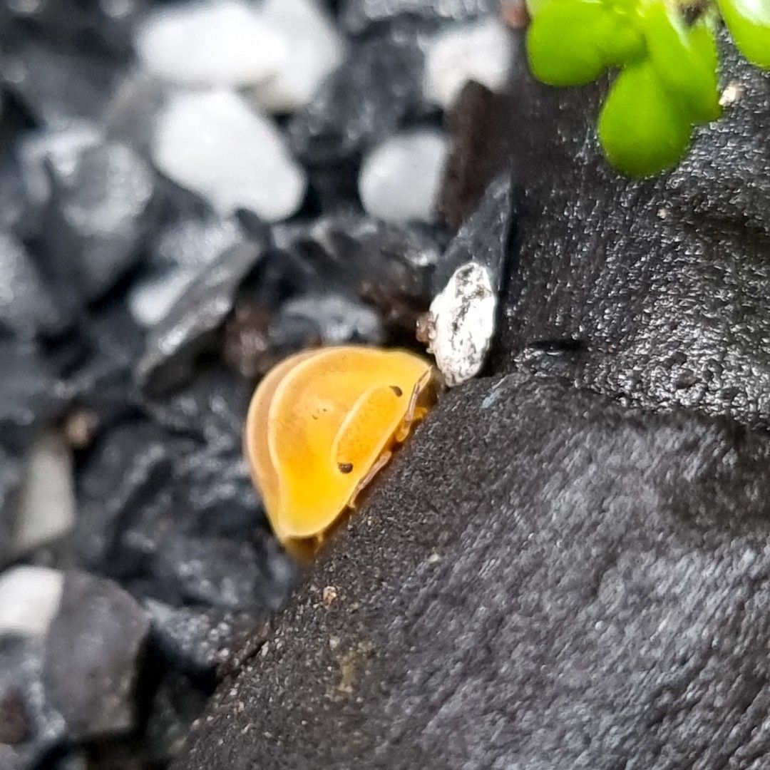 Happy Pod - Premium Isopod Food Mix, Pet Supplies, Pet Food on Carousell