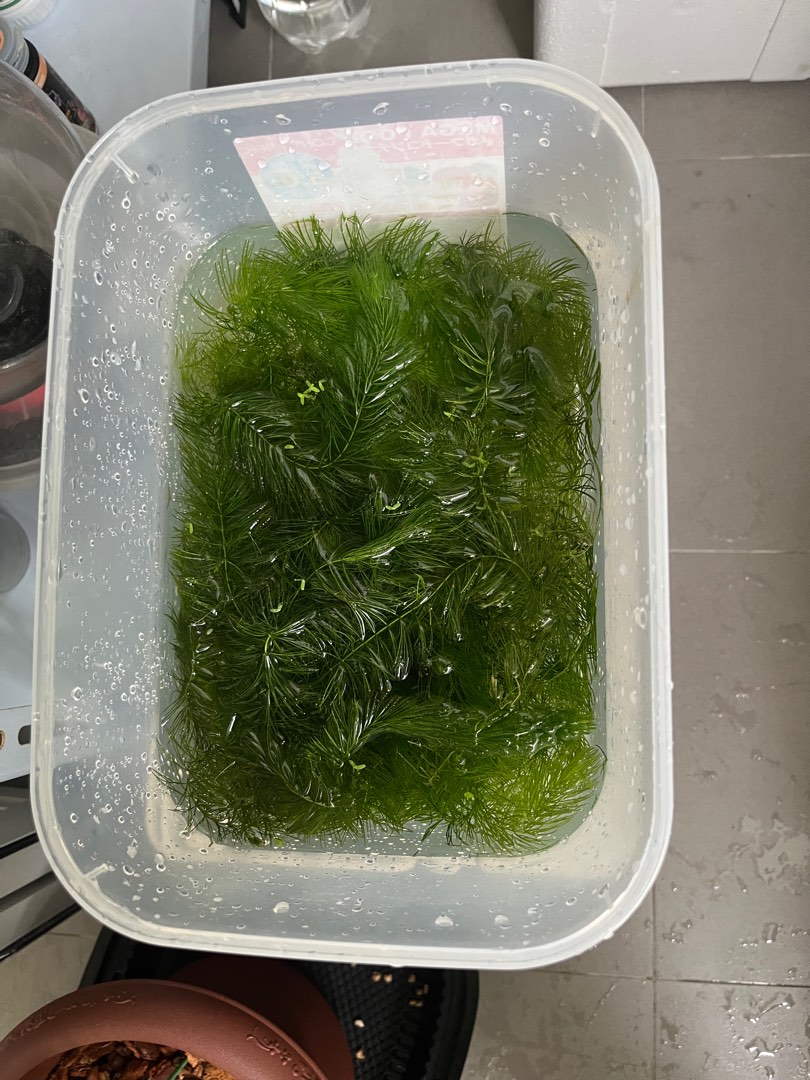 Hornwort Aquatic Plant, Pet Supplies, Homes & Other Pet Accessories on ...