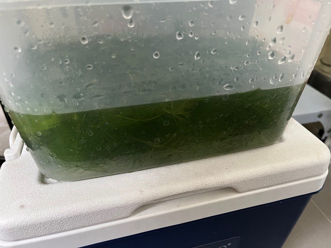 Hornwort Aquatic Plant, Pet Supplies, Homes & Other Pet Accessories on ...