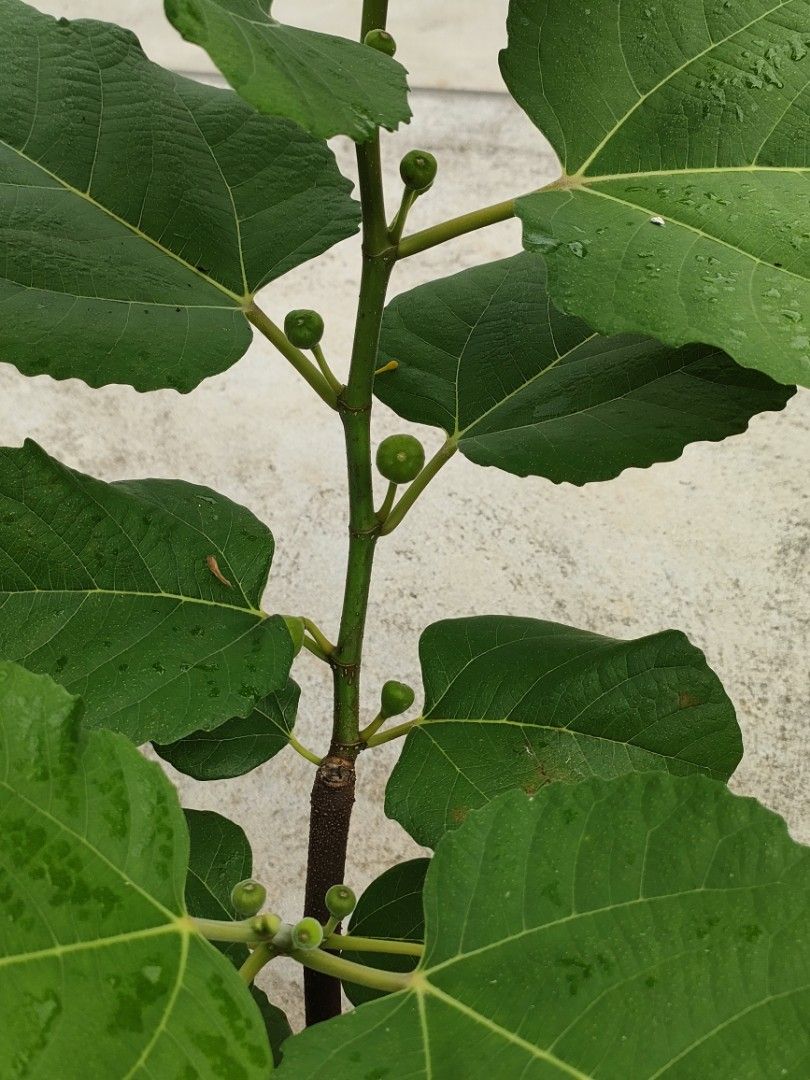 Iraqi Fig, Furniture & Home Living, Gardening, Plants & Seeds on Carousell