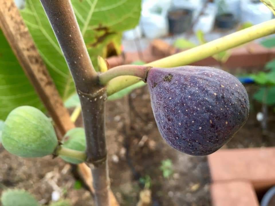 Iraqi Fig, Furniture & Home Living, Gardening, Plants & Seeds on Carousell