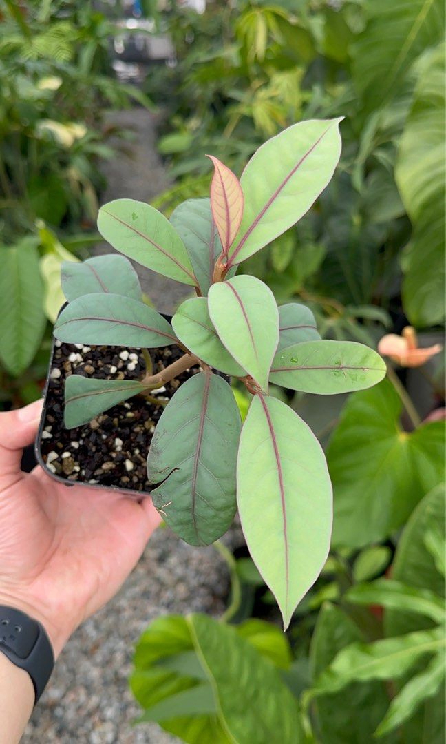 Neea virens - jungle plant, Furniture & Home Living, Gardening, Plants ...