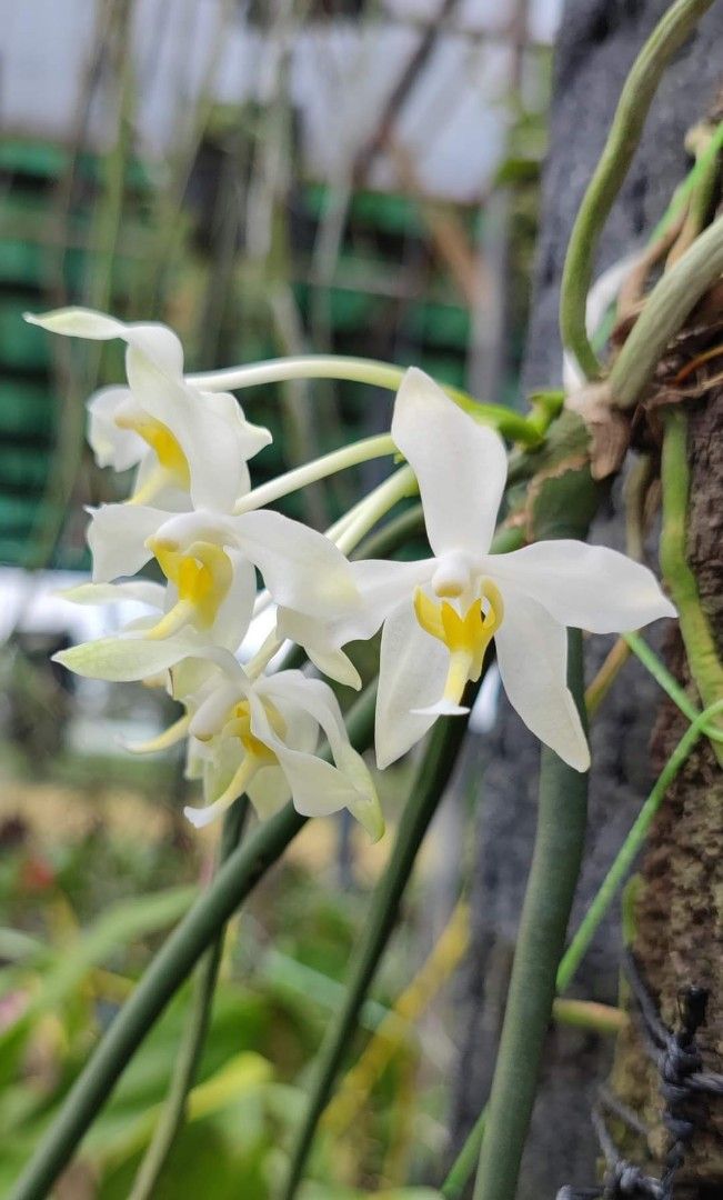 Paraphalaenopsis laycockii alba, Furniture & Home Living, Gardening ...