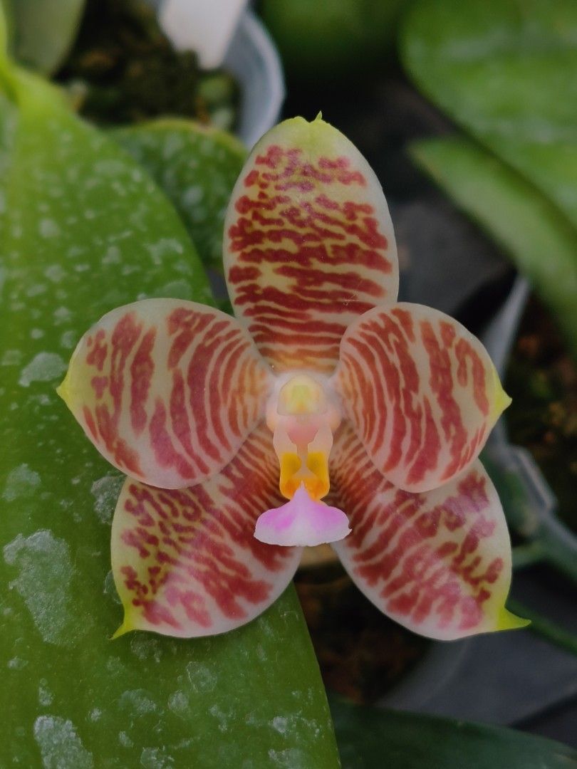 Phalaenopsis (amboinensis-corningiana) X Yaphon Sir, Furniture & Home ...