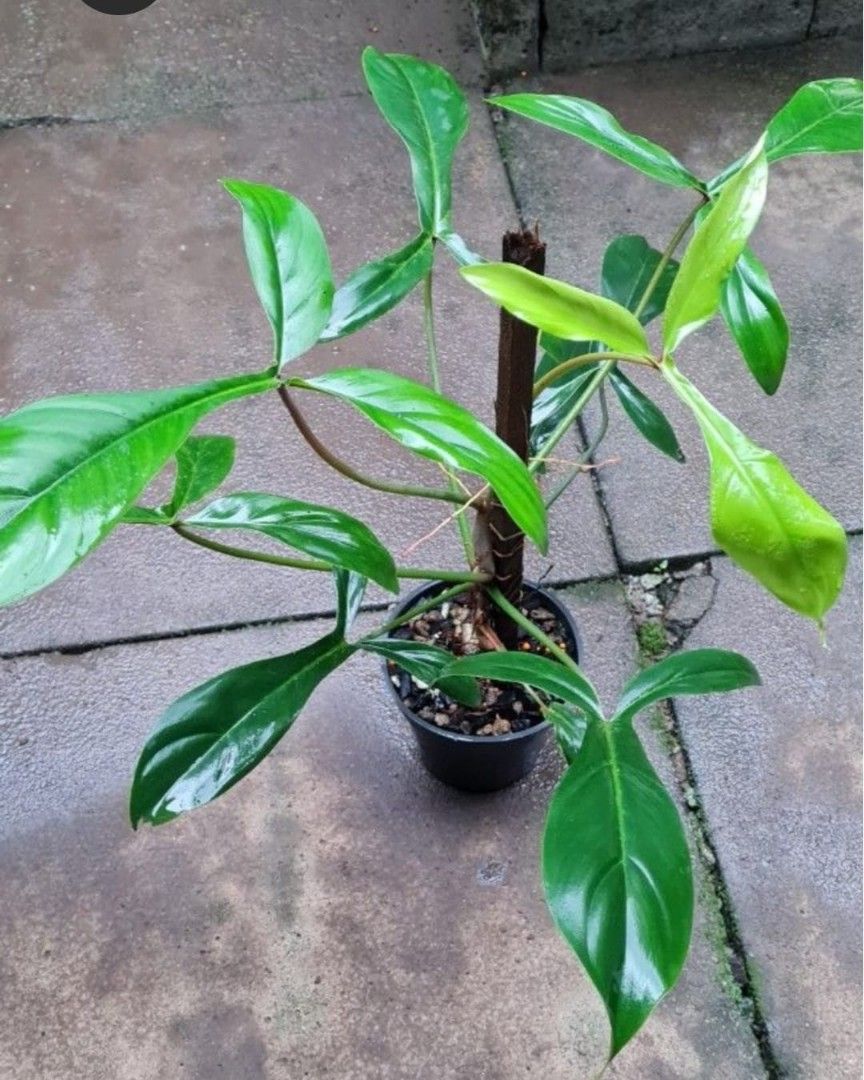 Philodendron 69686 -Rare, Furniture & Home Living, Gardening, Plants ...