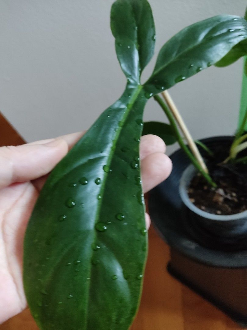 Philodendron 69686 -Rare, Furniture & Home Living, Gardening, Plants ...