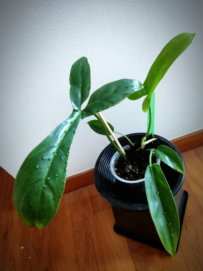 Philodendron 69686 -Rare, Furniture & Home Living, Gardening, Plants ...