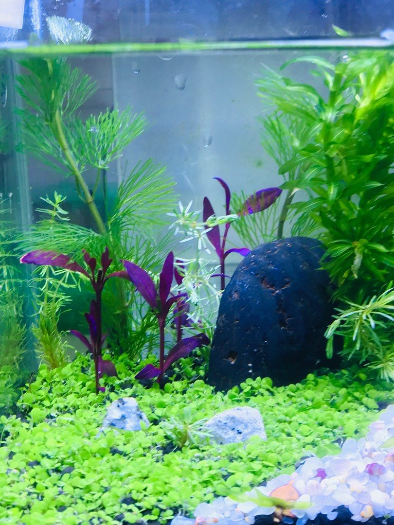 Planted fish tank set, Pet Supplies, Homes & Other Pet Accessories on ...