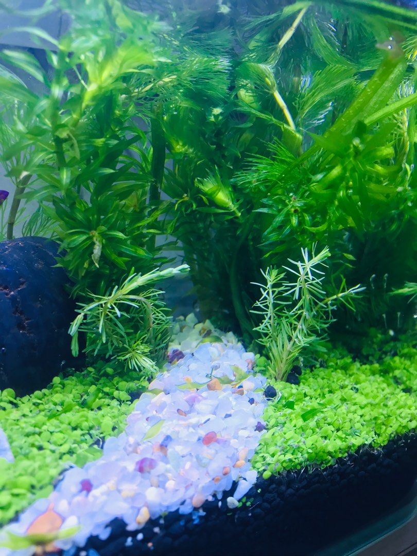 Planted fish tank set, Pet Supplies, Homes & Other Pet Accessories on ...