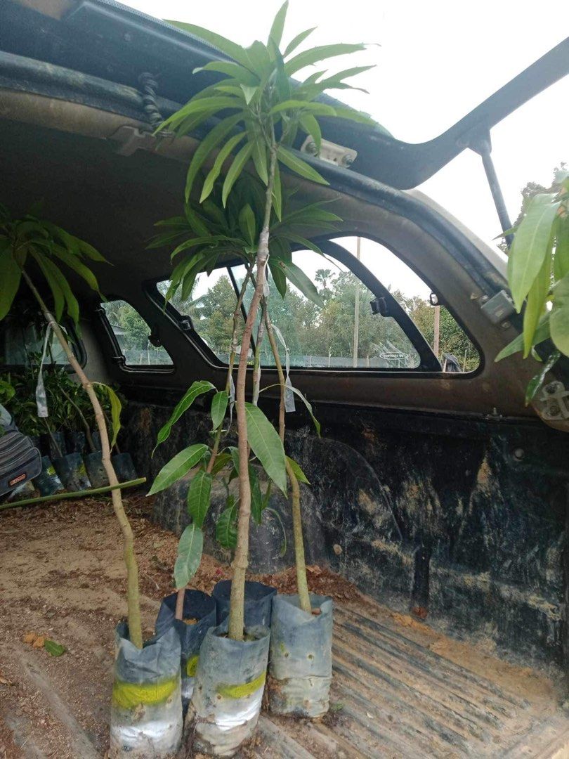 pokok kahwin mangga kelapa, Furniture & Home Living, Gardening, Plants ...