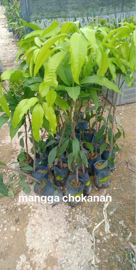 pokok mangga chokanan, Furniture & Home Living, Gardening, Plants ...