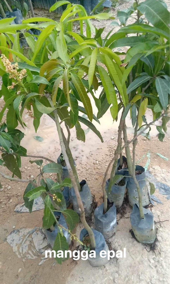 Pokok mangga epal, Furniture & Home Living, Gardening, Plants & Seeds ...