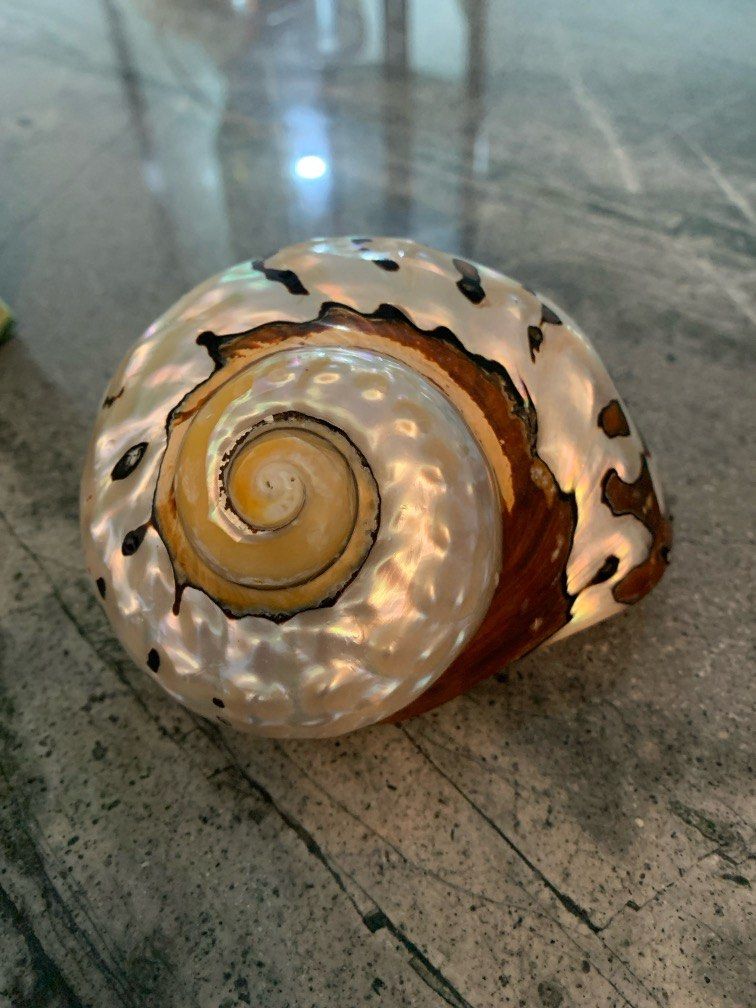 Rare seashell from New Zealand, Everything Else on Carousell