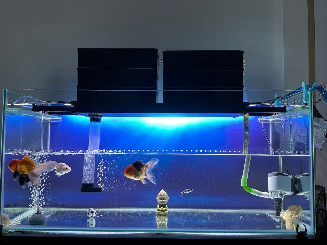 3ft fish tank(100cm x 35cm x 45cm), Pet Supplies, Homes & Other Pet ...