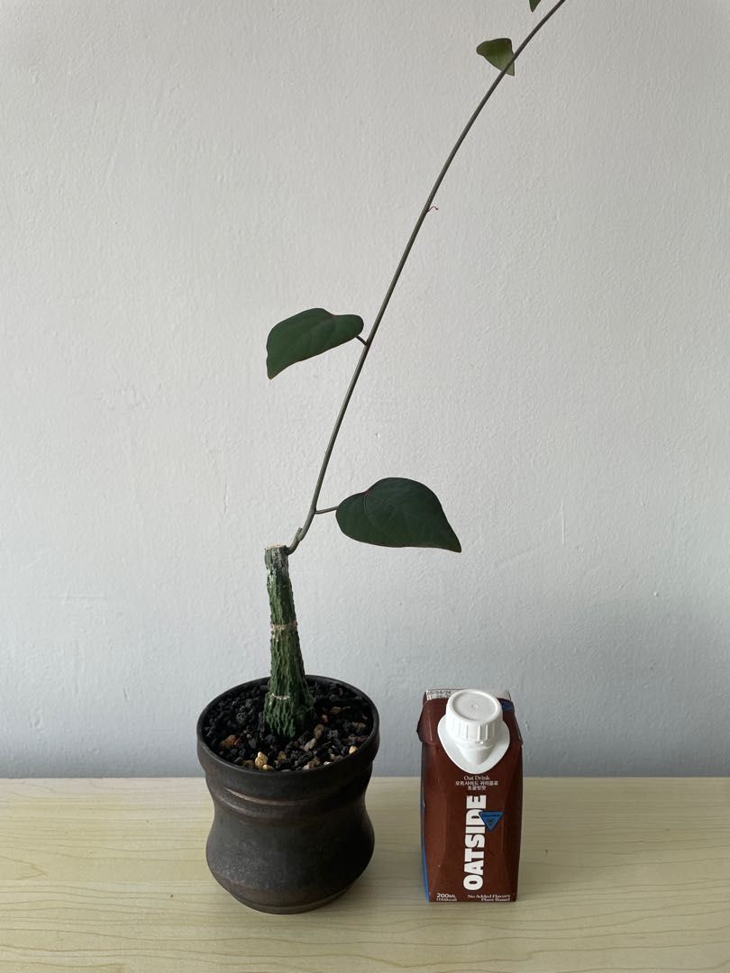 Adenia Stylosa in handmade planter, Furniture & Home Living, Gardening ...