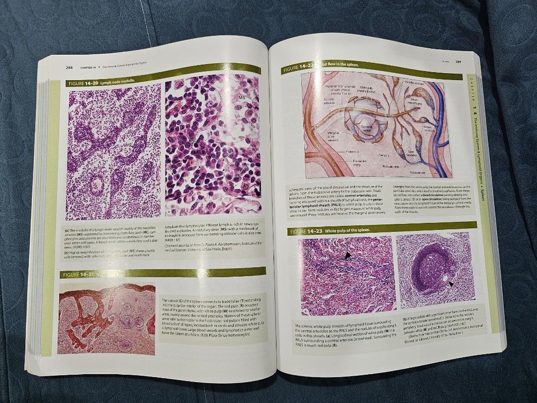 AUTHENTIC Junqueira's Basic Histology: Text and Atlas Fifteenth Edition ...