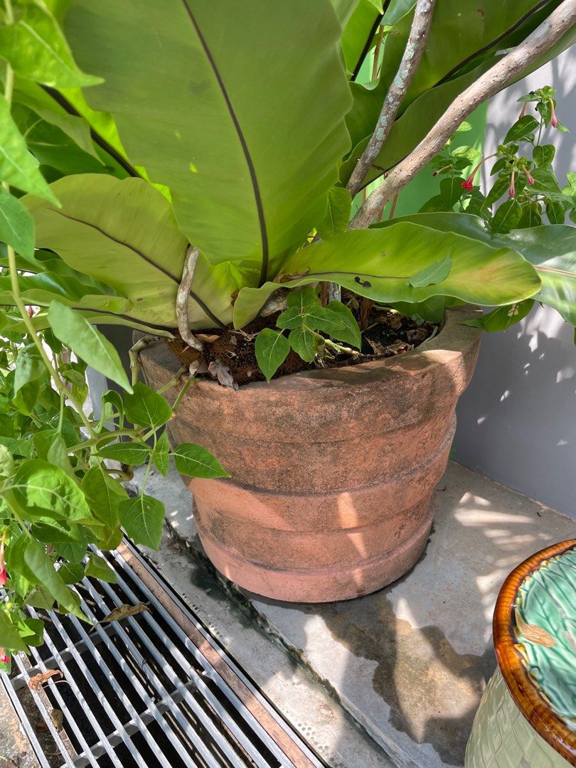 Bougainvillea, Gient Fern, Rangoon Creeper, flowering plant, Furniture ...